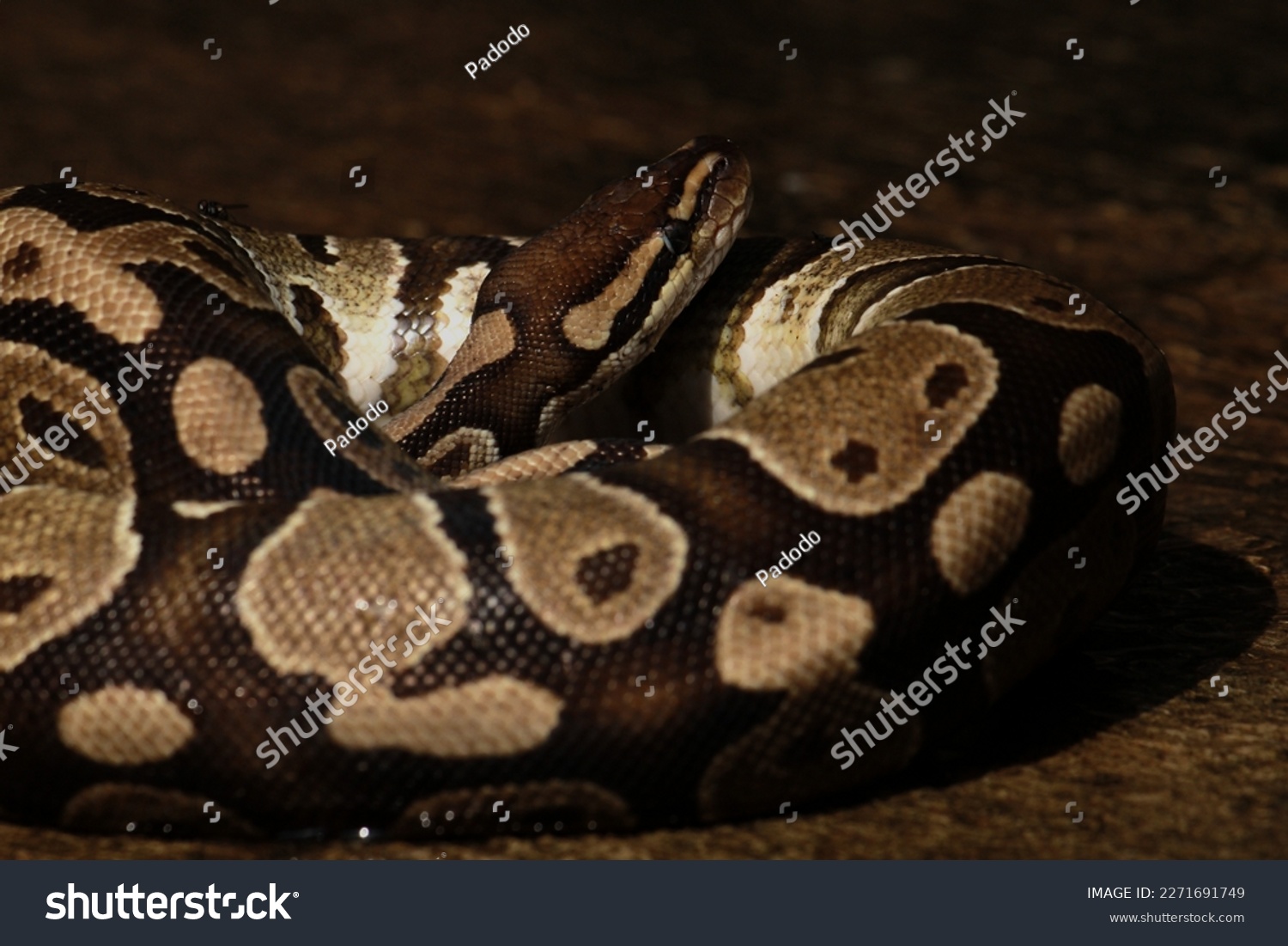 Ball Pythons Python Regius Species Python Stock Photo 2271691749 | Shutterstock