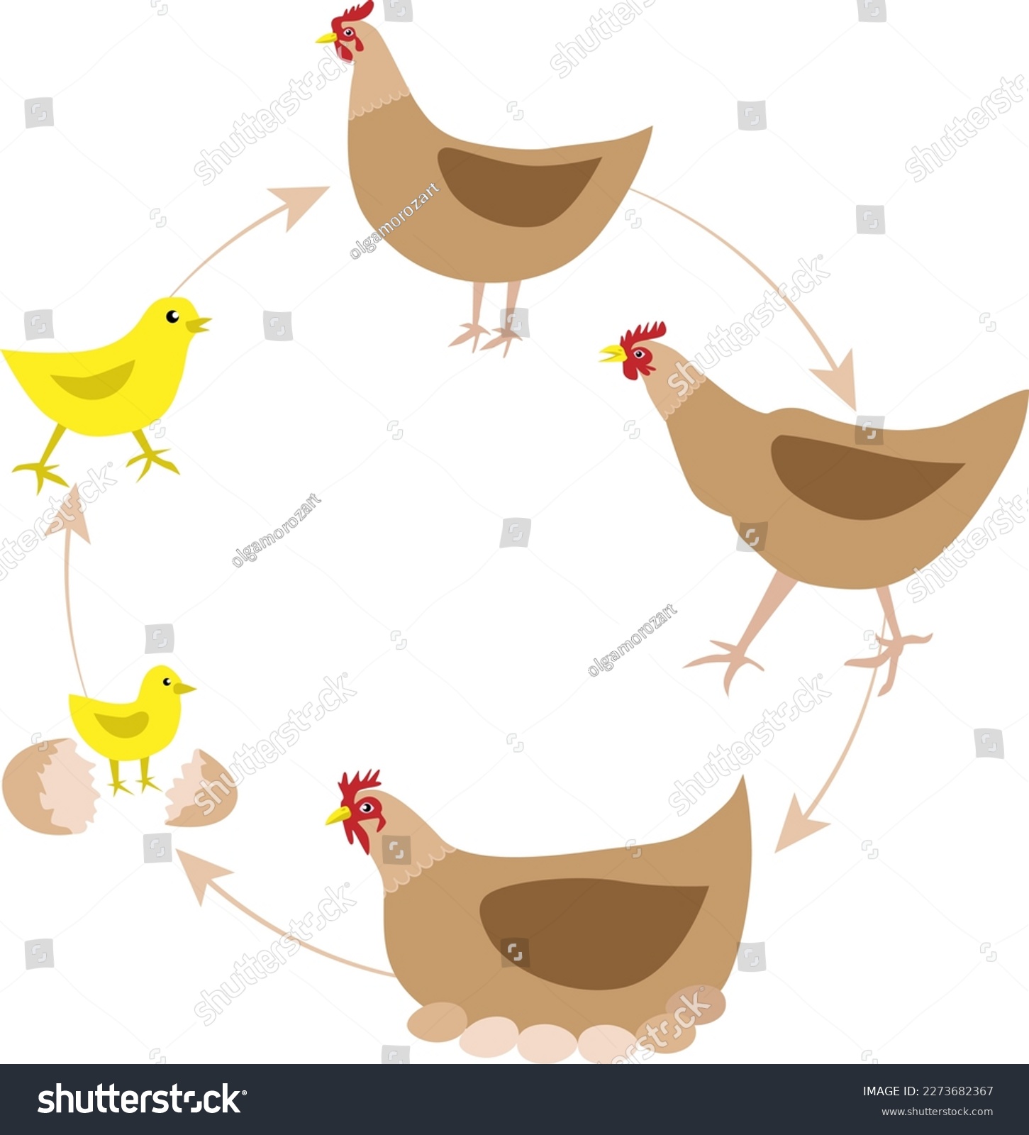 Life Cycle Chicken Egg Hen Stock Vector (Royalty Free) 2273682367 ...