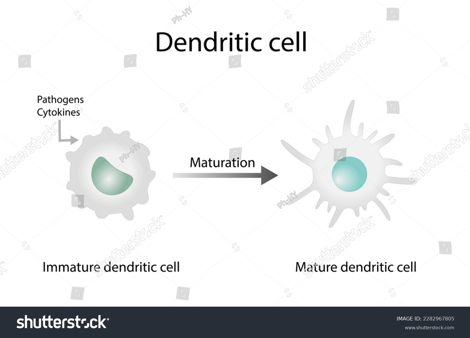 Dendritic Cells Diagram