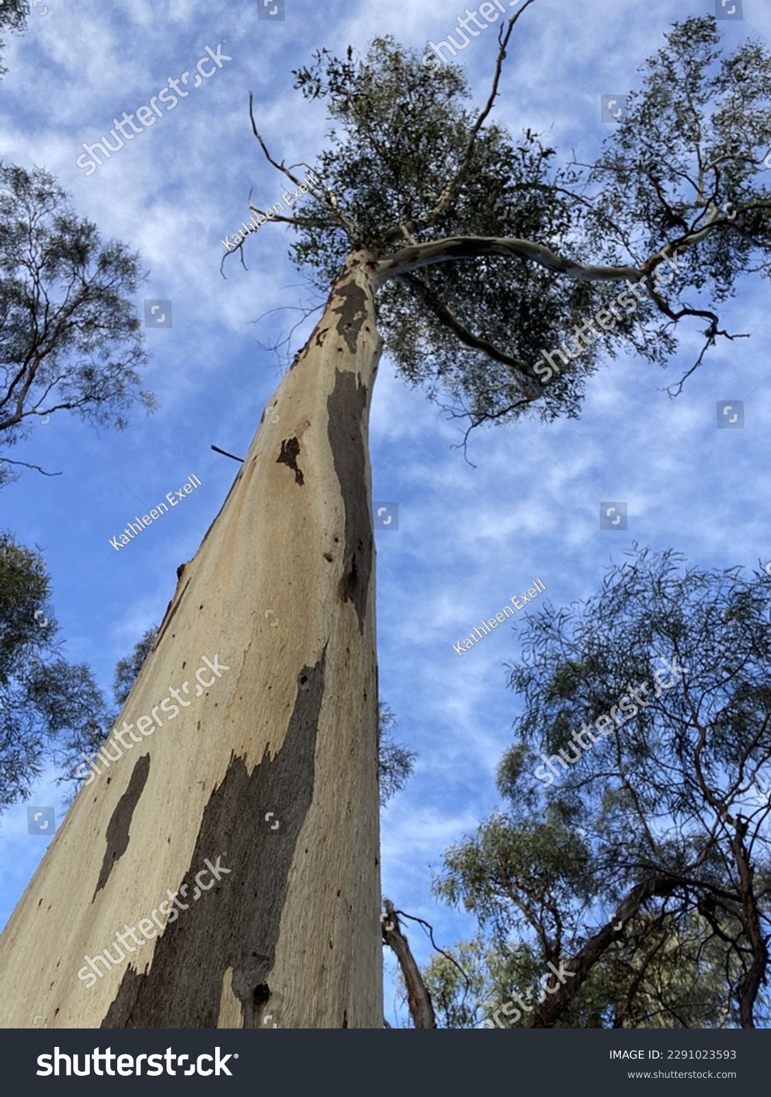 Manna: Over 5,049 Royalty-Free Licensable Stock Photos | Shutterstock