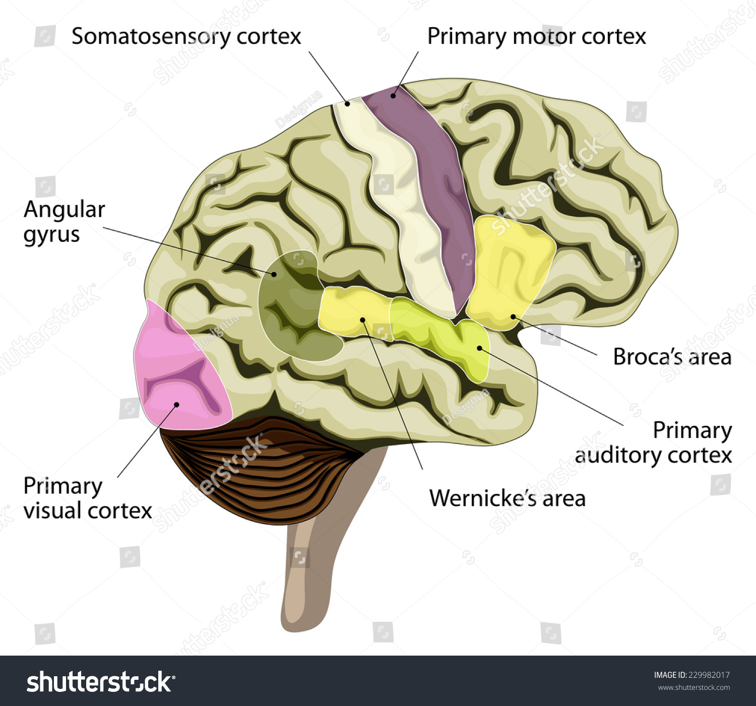 Human Brain Languageprocessing Areas Brain Brocas Stock Vector (Royalty ...