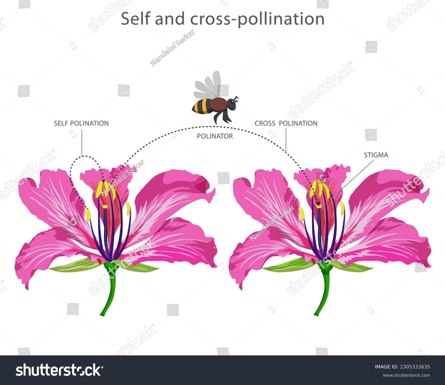 Cross Pollination Diagram
