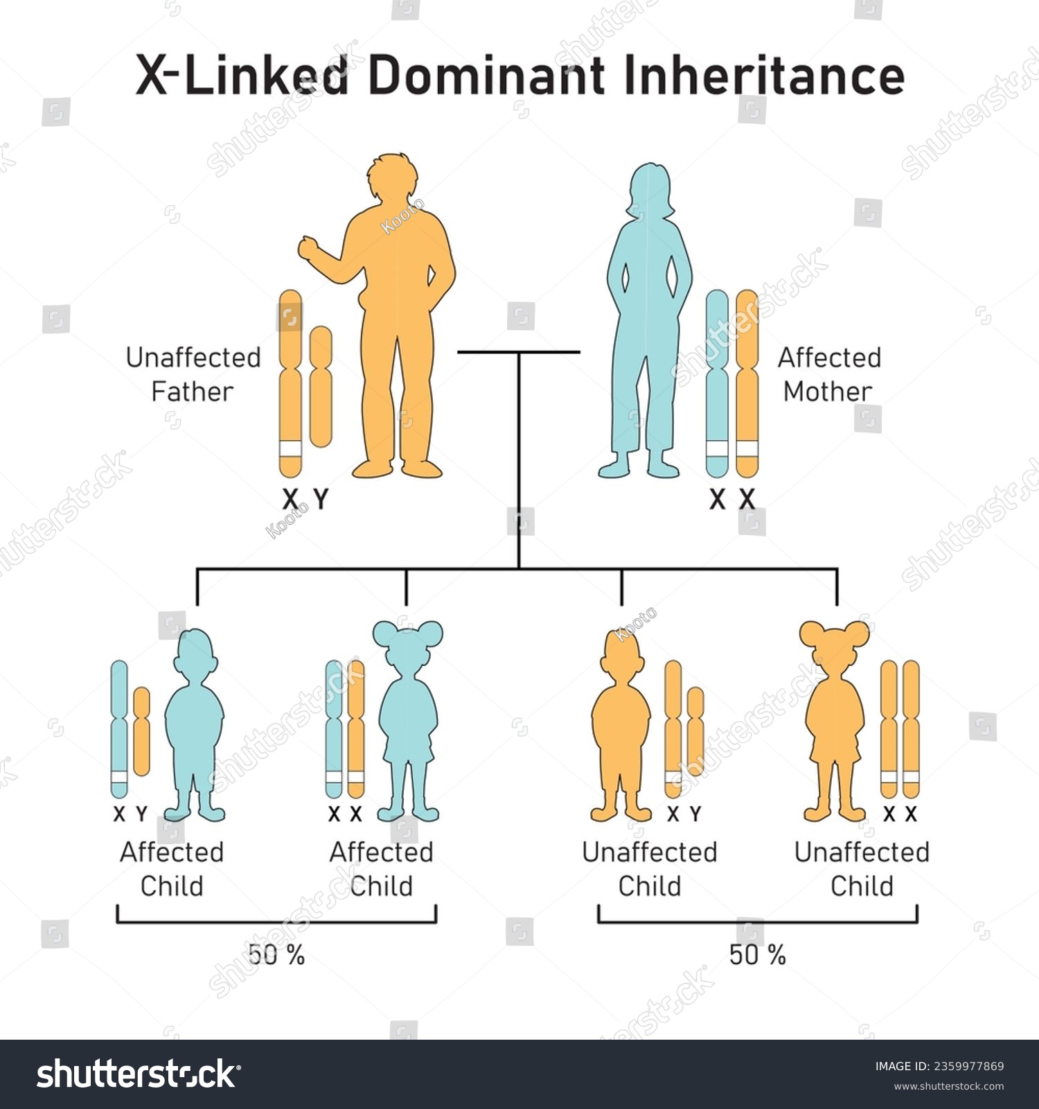137 X Linked Inheritance Images, Stock Photos, 3D objects, & Vectors | Shutterstock