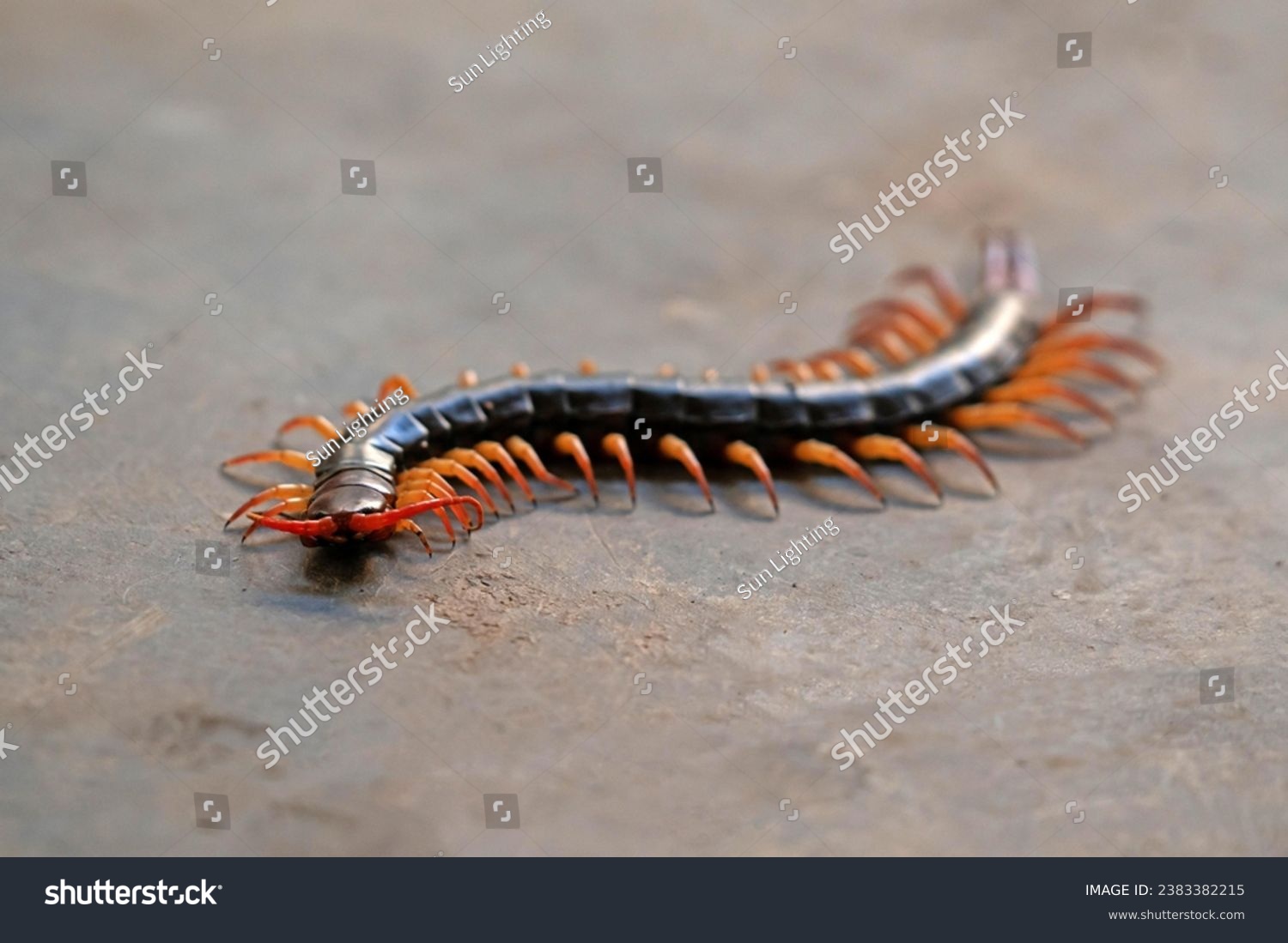 Intriguing Life Cycle Centipedes This Comprehensive Stock Photo ...