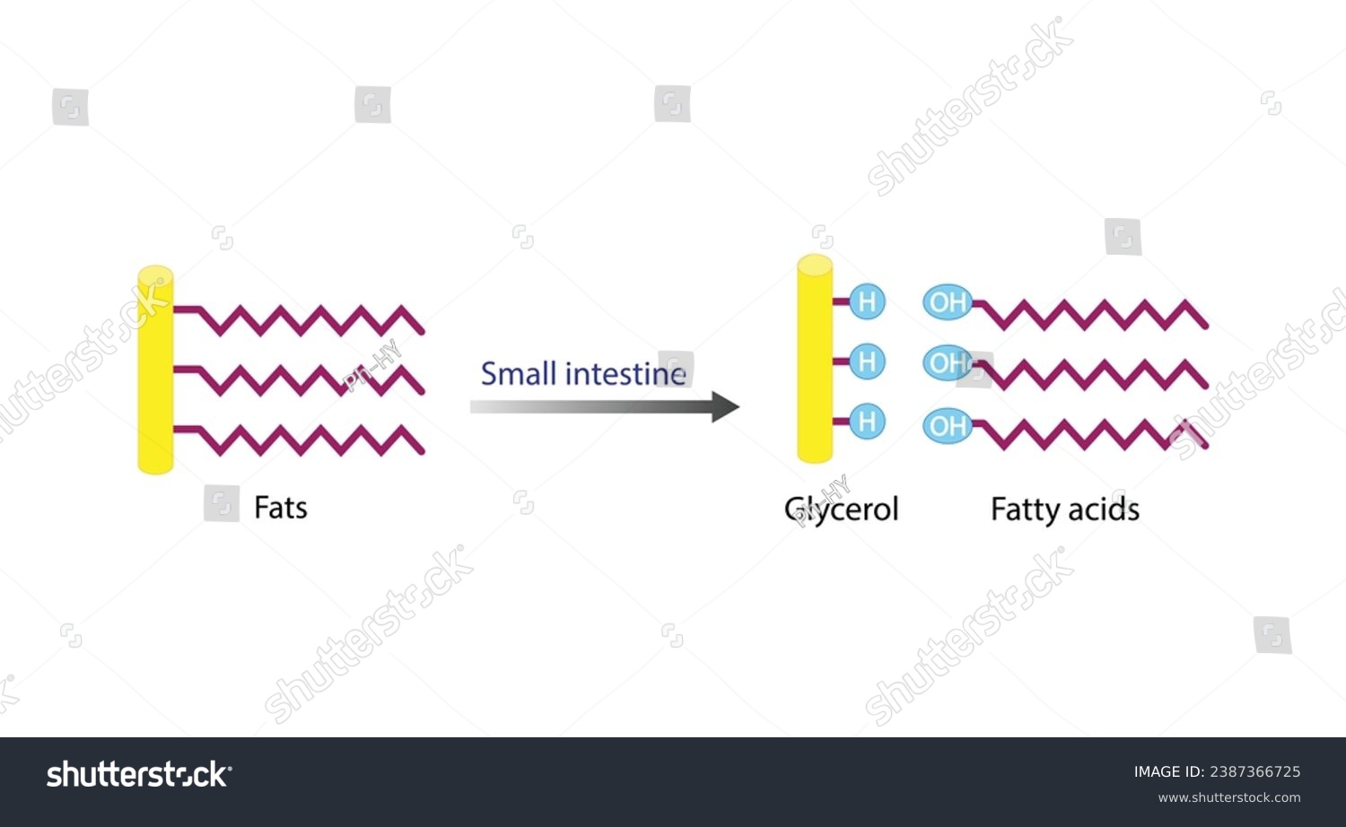 Physiology Lipid Digestion Absorption: Over 4 Royalty-Free Licensable Stock Vectors & Vector Art ...