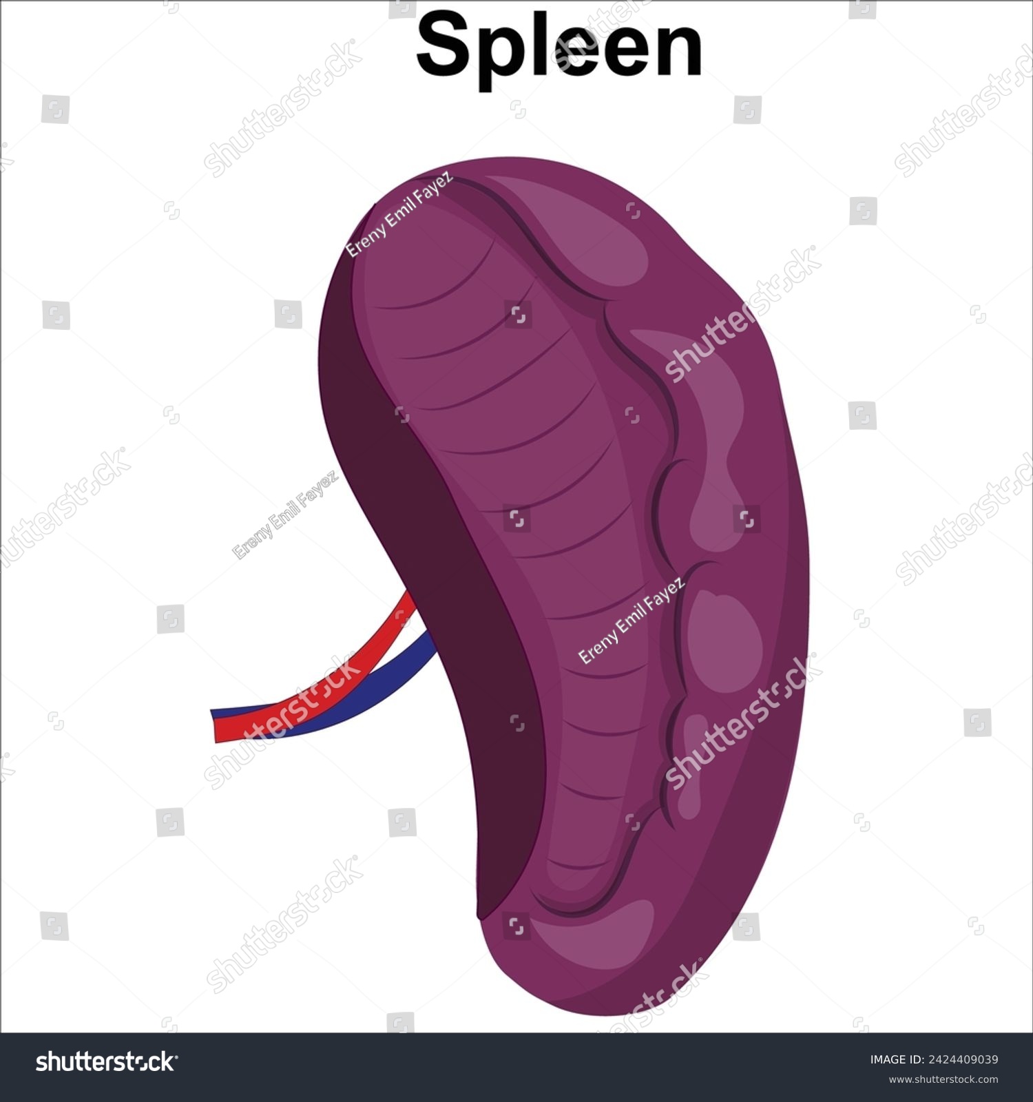 Spleen Anatomy Labeled Illustration Vector Stock Vector (Royalty Free) 2424409039 | Shutterstock