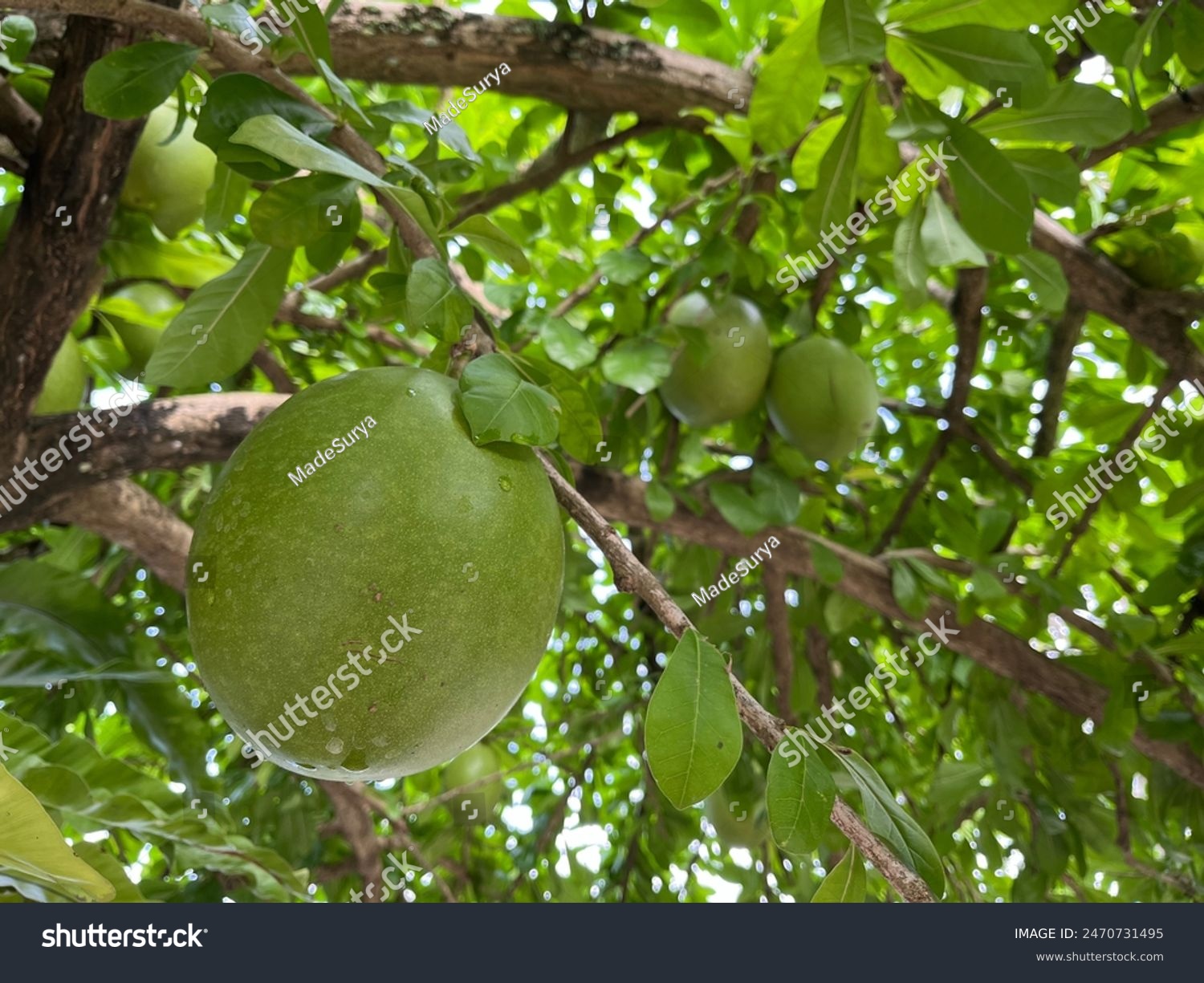 Bael Tree 200,000+ Free Bael Tree & Tree Images Pixabay