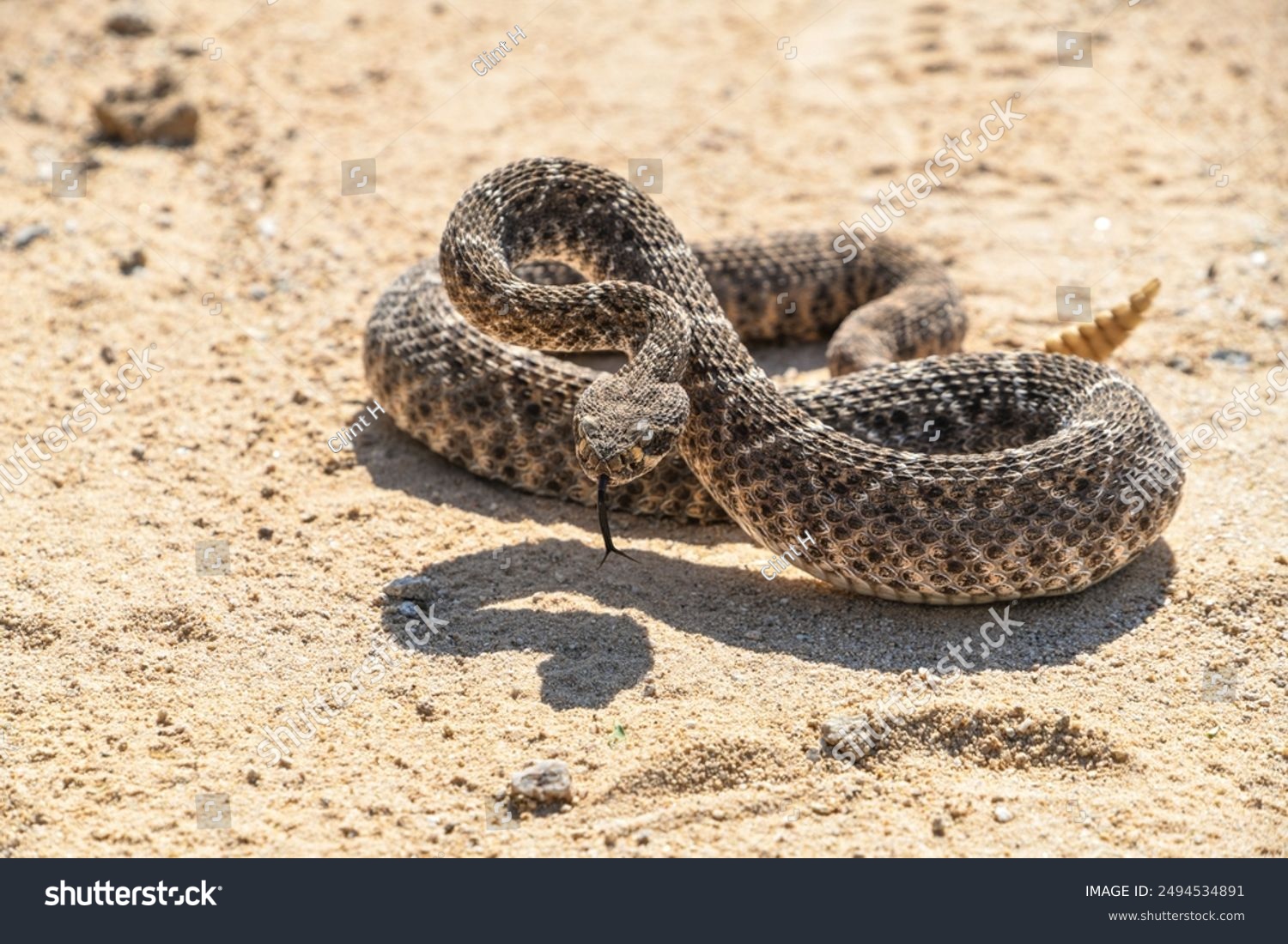 Immature Pygmy Rattlesnake Midget Faded Rattlesnake With Sparrow Near