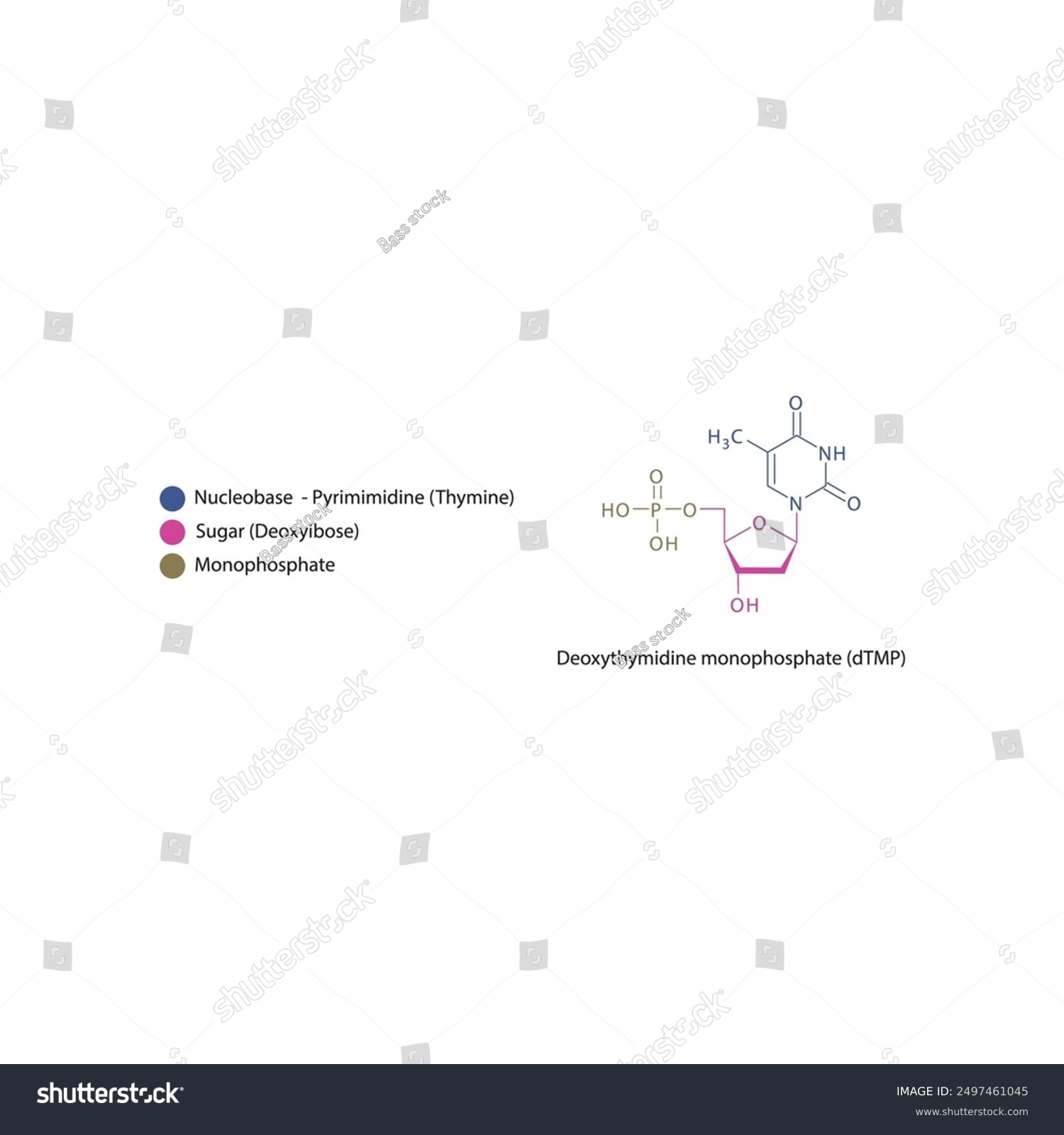Deoxythymidine Monophosphate Dtmp Skeletal Structure Schematic Stock Vector Royalty Free