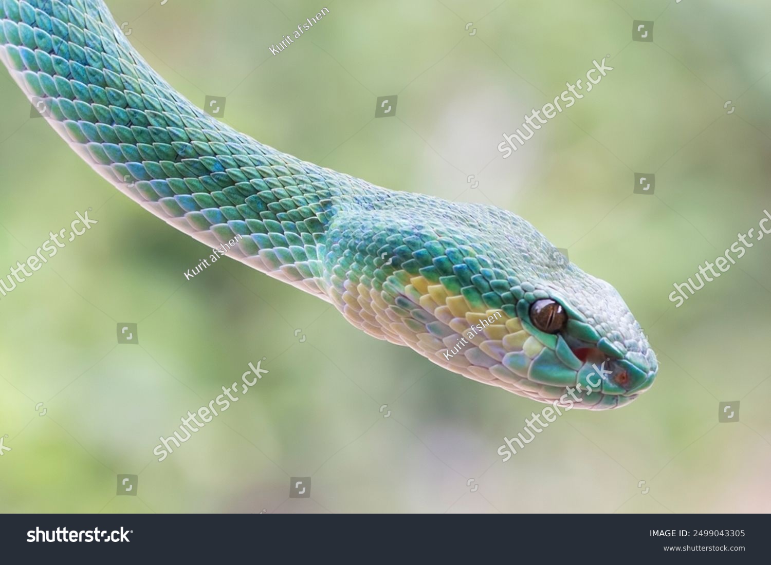Blue Viper Snake Closeup Head Viper Stock Photo 2499043305 | Shutterstock
