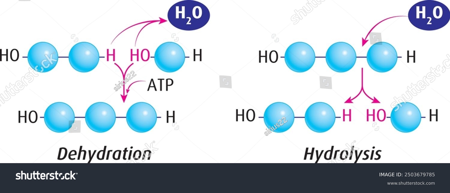 Dehydration Reaction Diagram