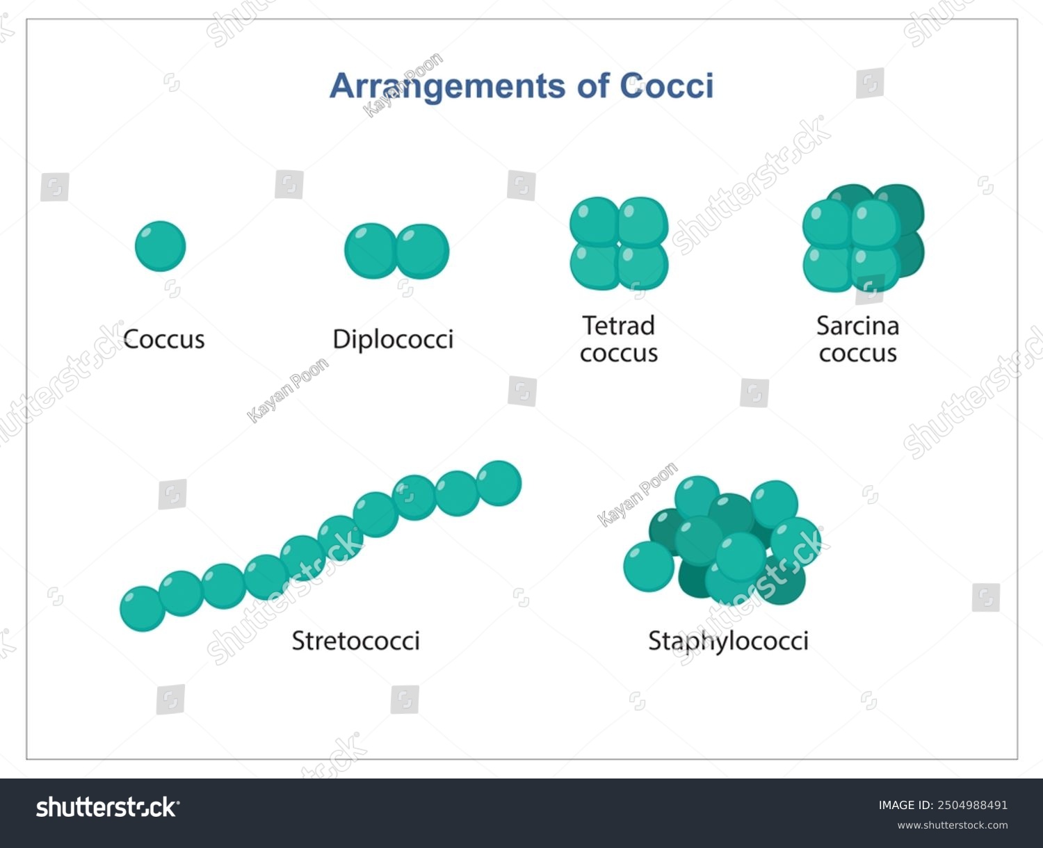 Arrangements Cocci Types Coccus Bacteria Spherical Stock Illustration 2504988491 | Shutterstock