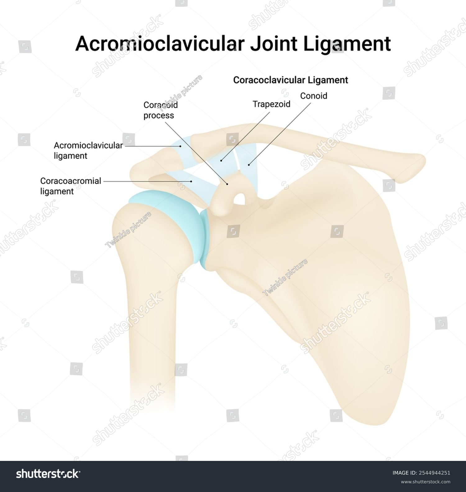 Coracoclavicular Ligament