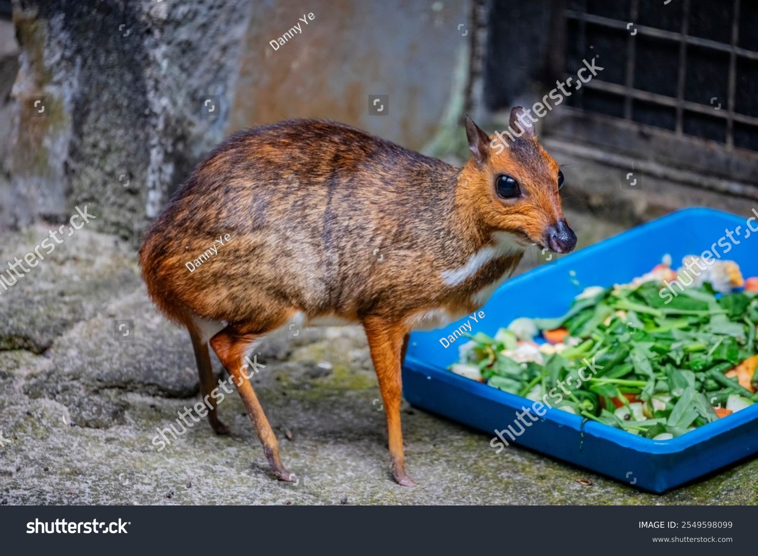 Java Mouse-deer Tragulus Javanicus Small Shy Stock Photo 2549598099 ...