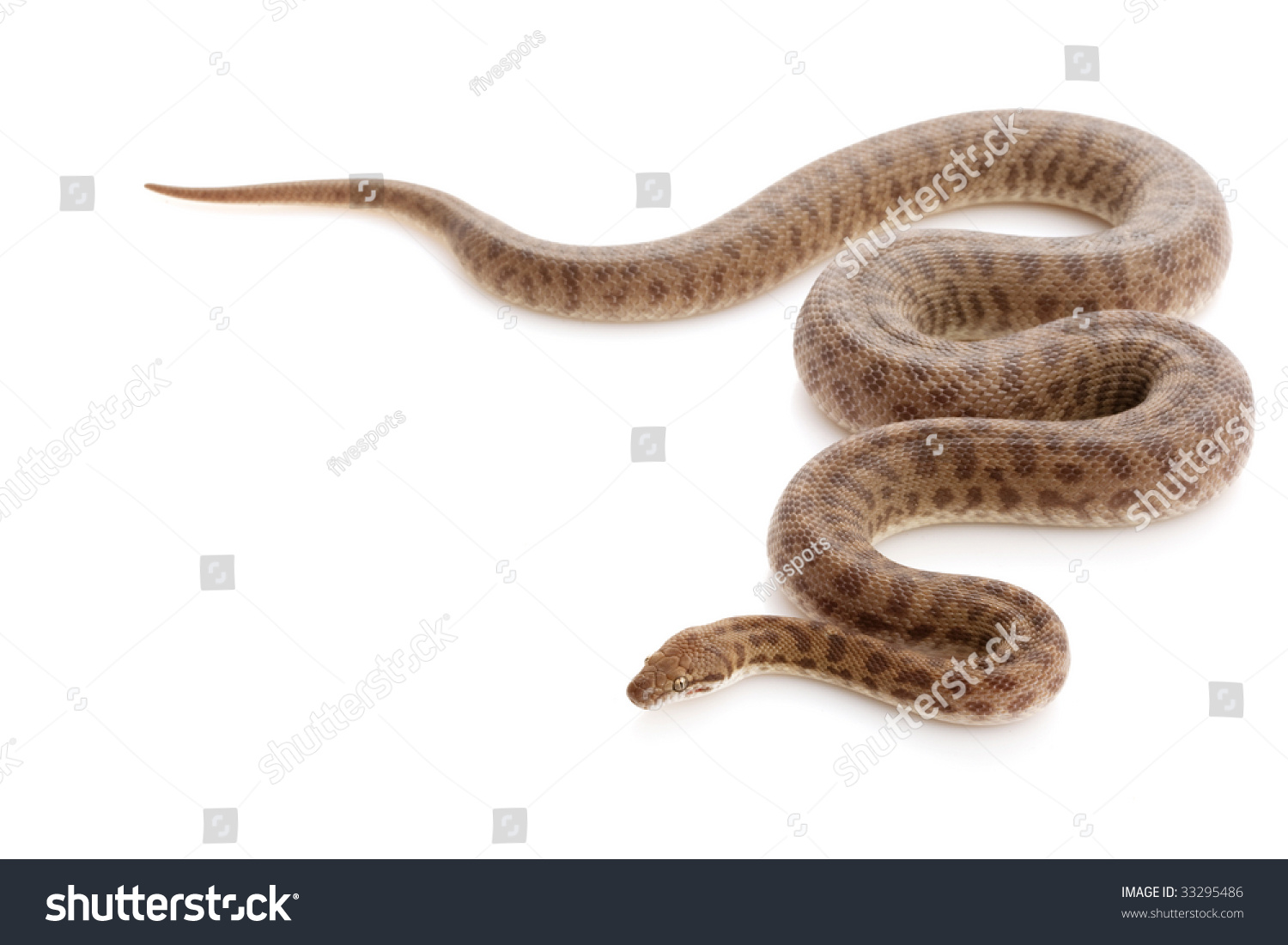 Stimsons Python Antaresia Stimsoni Isolated On Stock Photo 33295486 ...
