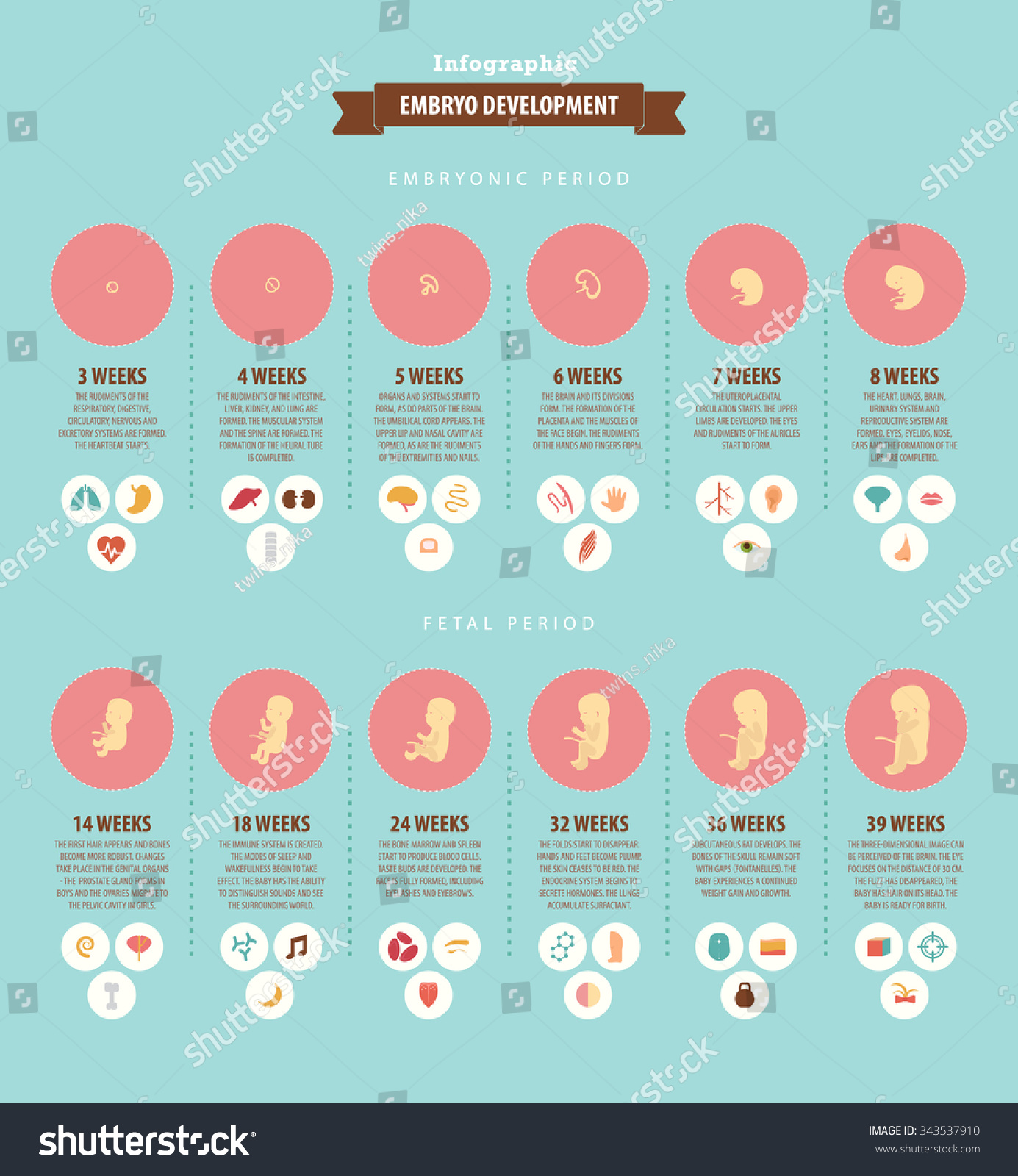 3,839 Stages Human Growth Development Images, Stock Photos & Vectors ...