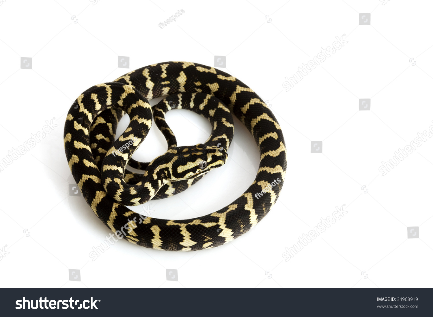 Jungle Carpet Python Morelia Spilota Cheynei Stock Photo 34968919 ...