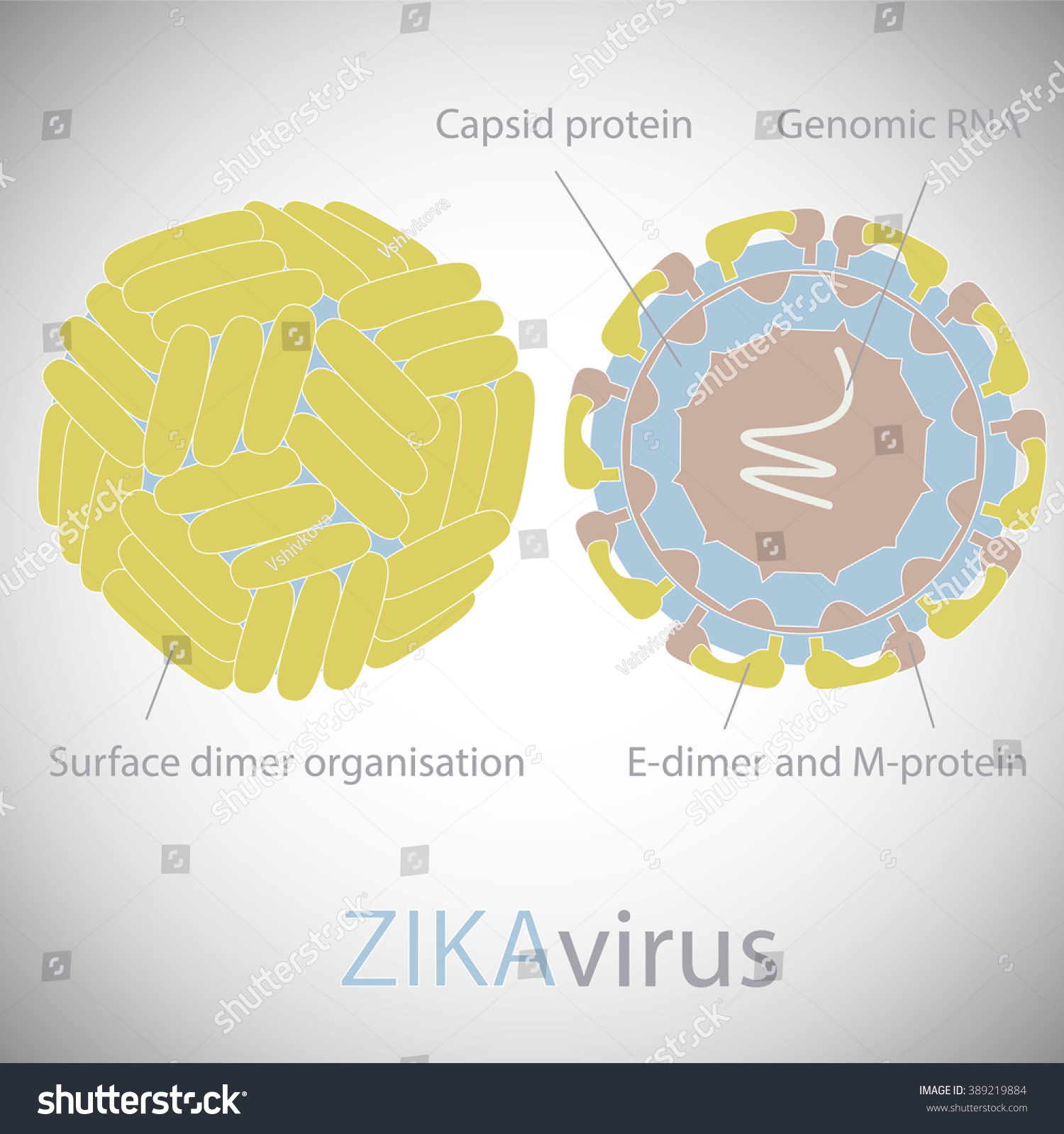 Zika Virus Structure Stock Vector (Royalty Free) 389219884 | Shutterstock