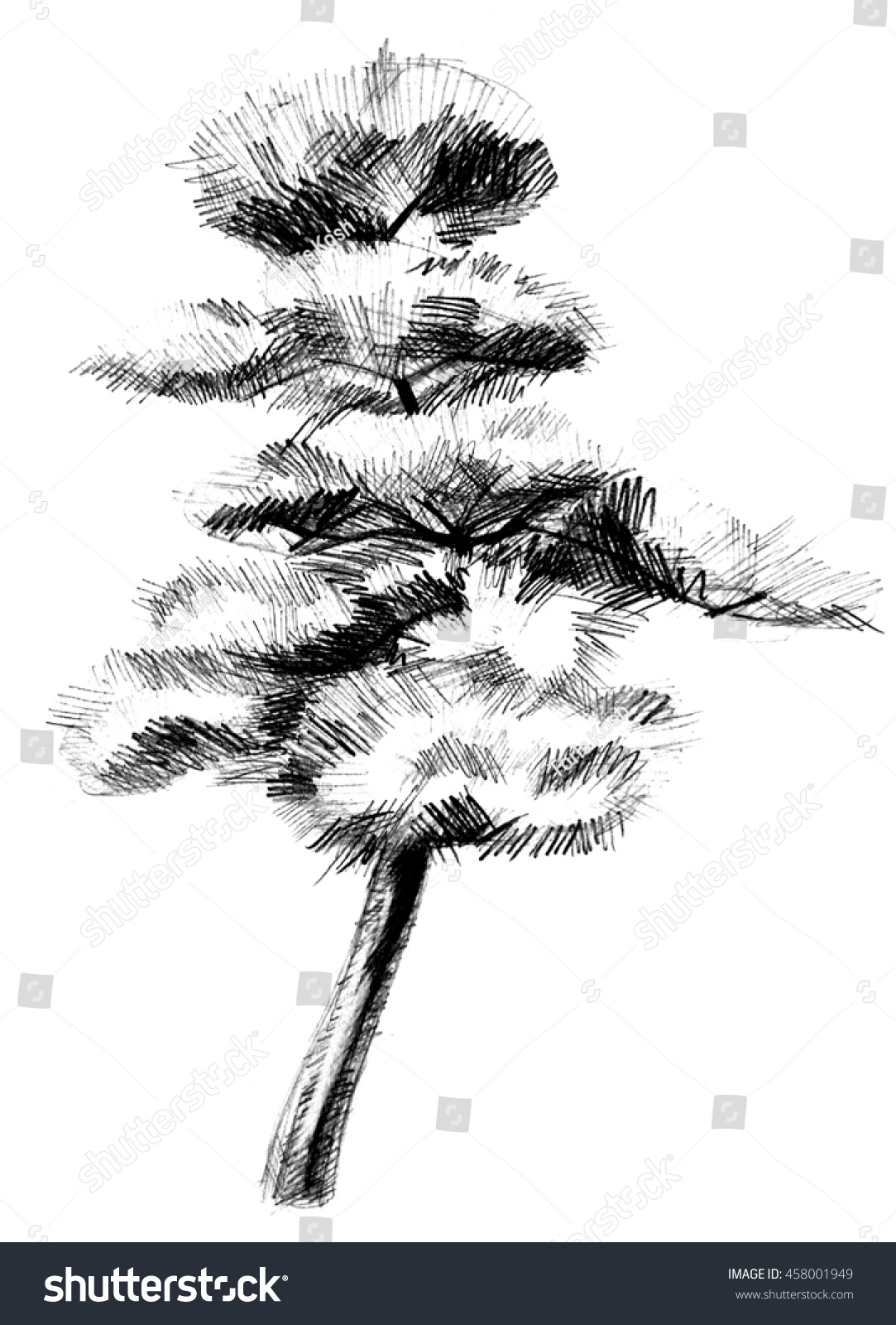 Pine Tree Pencil Drawing