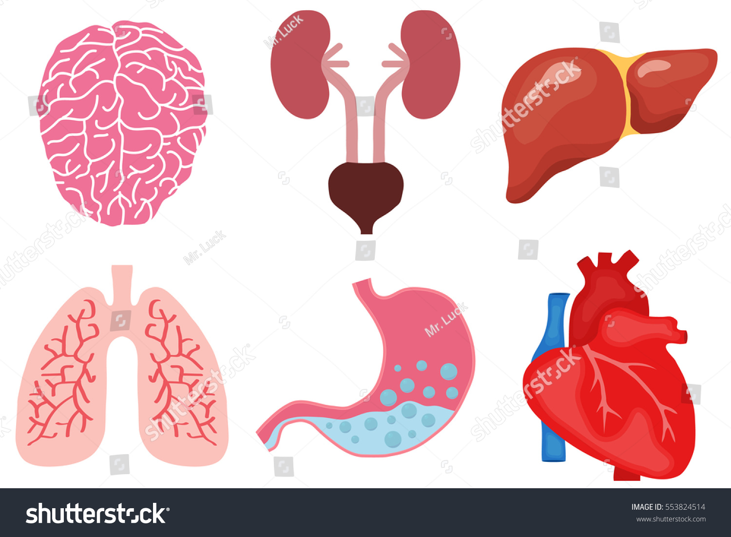 Human Organs Brain Kidneys Bladder Liver Stock Vector (Royalty Free ...