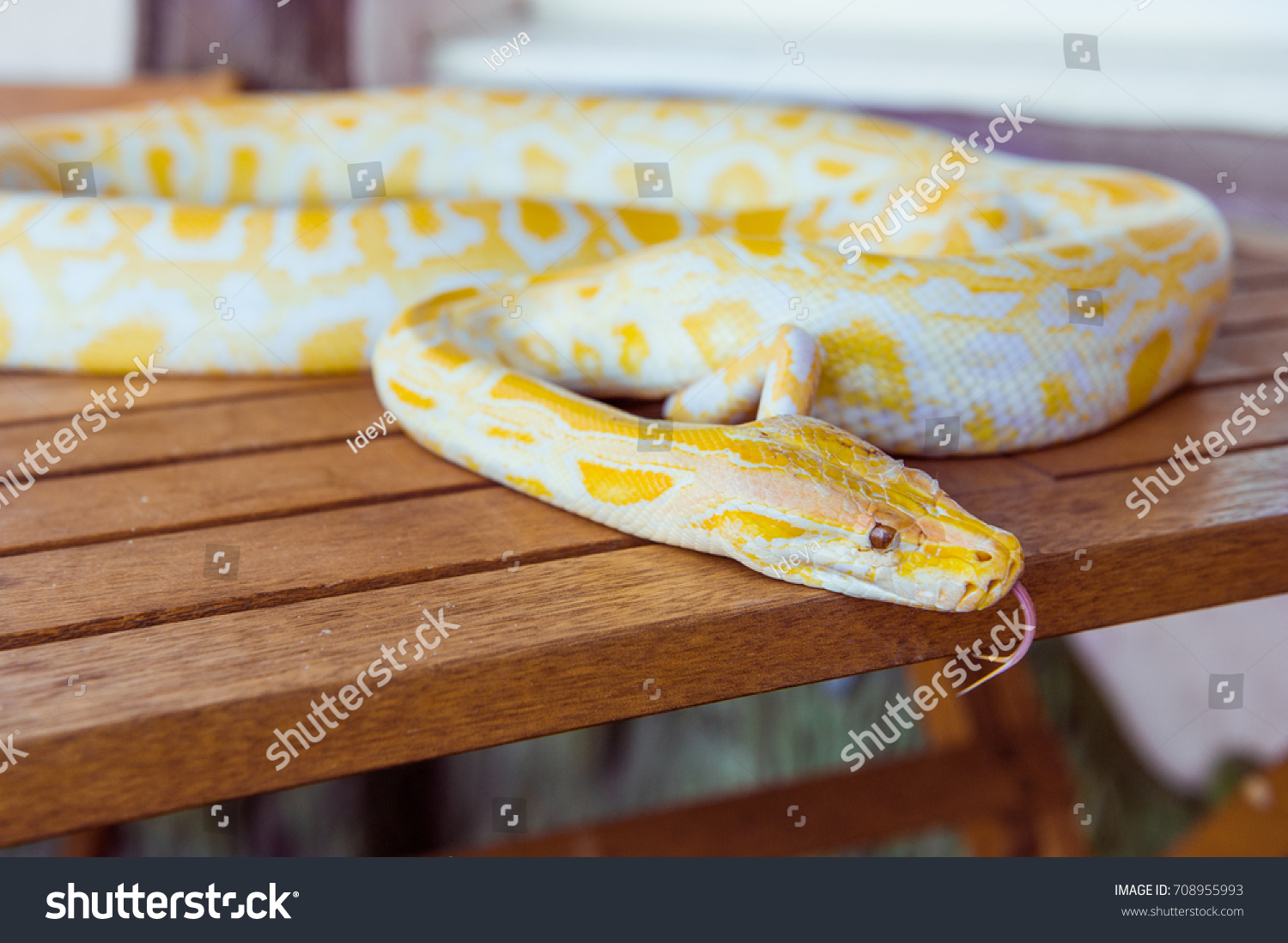 549 Everglades Python Images, Stock Photos & Vectors | Shutterstock