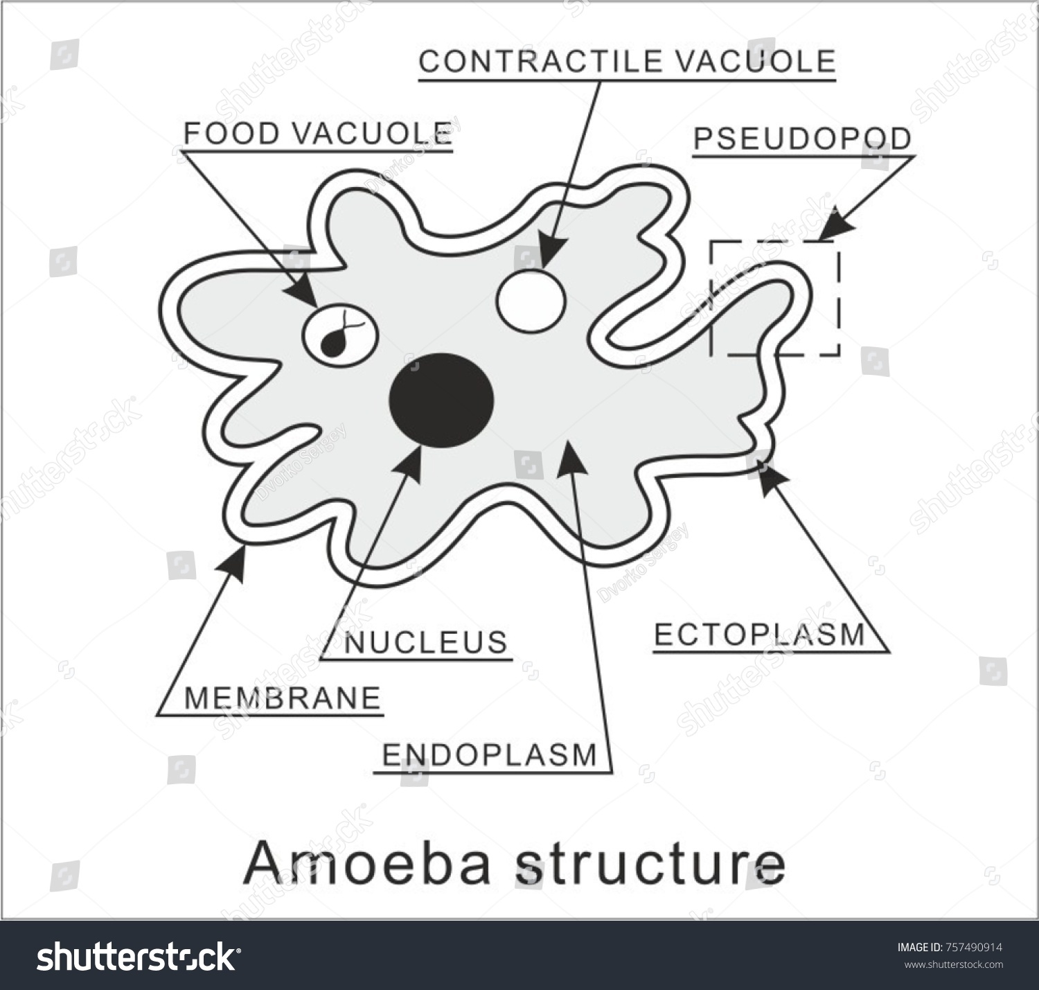 Amoeba Structure