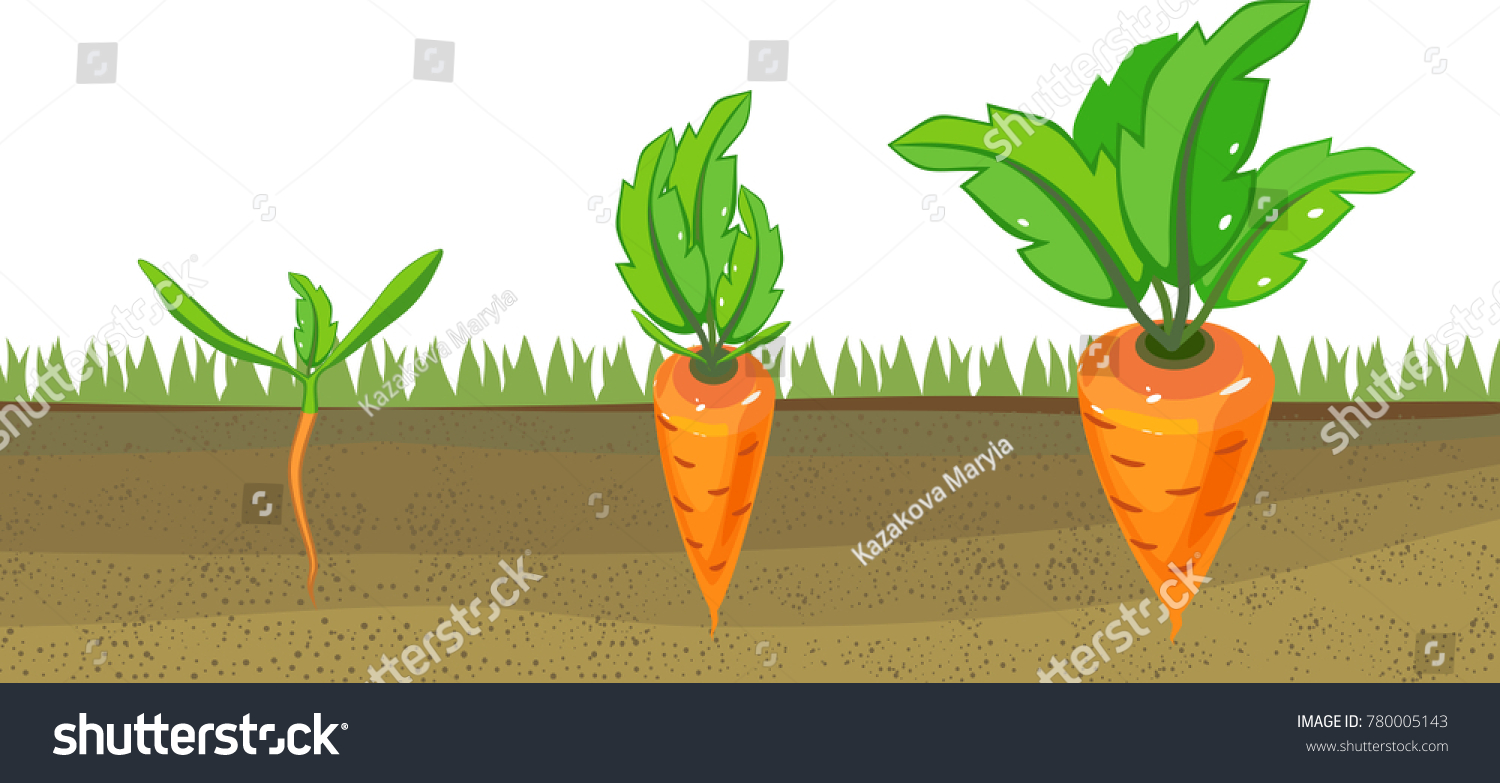 2+ Hundred Carrots Life Cycle Royalty-Free Images, Stock Photos ...